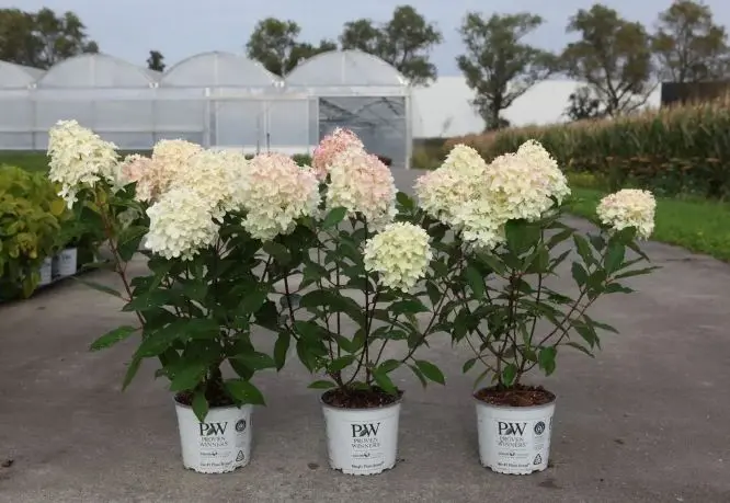 Hydrangea paniculata Pinkachu Pot C10 Litres | Central Jardin